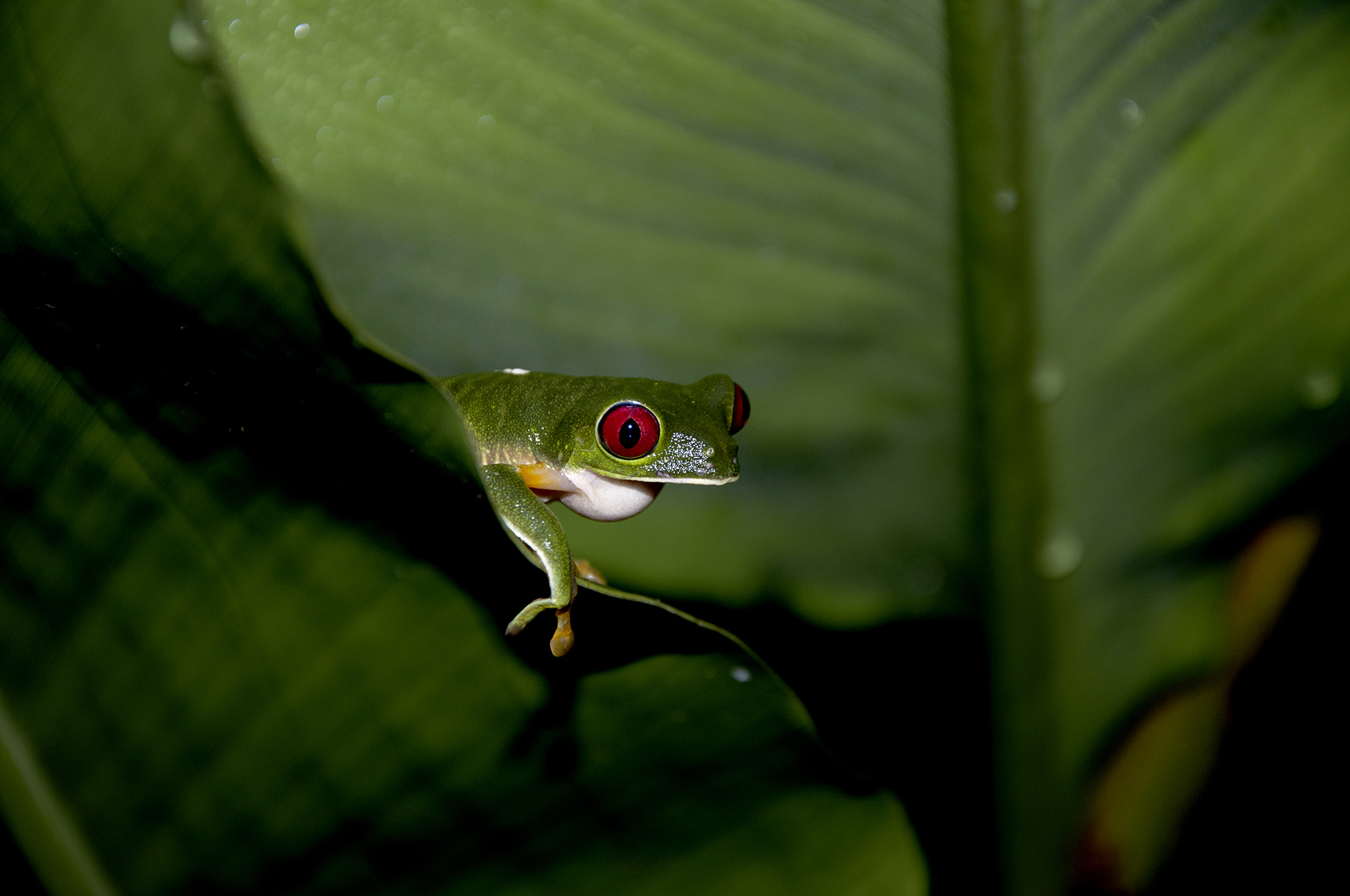 Species Spotlight: Red-Eyed Tree Frog - Casa Danta Costa Ri