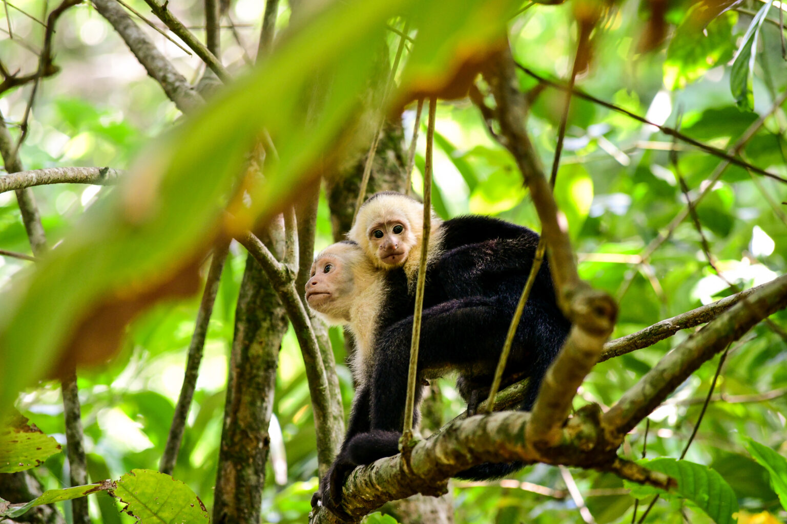 Monkey Business: All About Costa Rica's Cutest Residents - Casa Danta ...