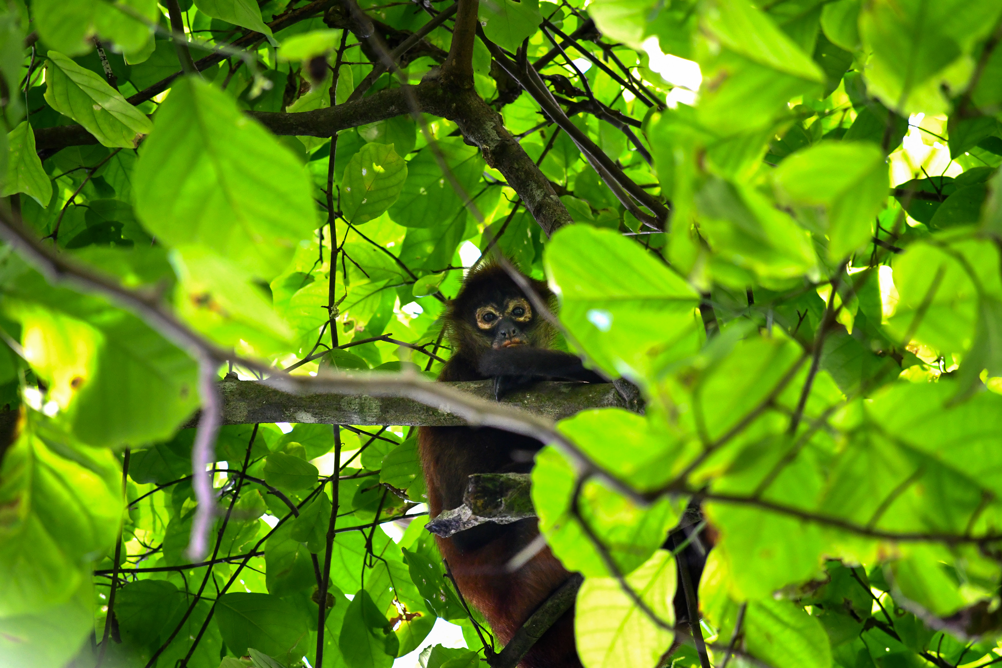Monkey Business: All About Costa Rica's Cutest Residents - Casa Danta ...