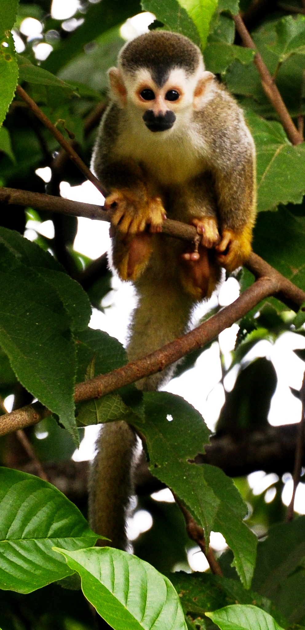Monkey Business: All About Costa Rica's Cutest Residents - Casa Danta ...